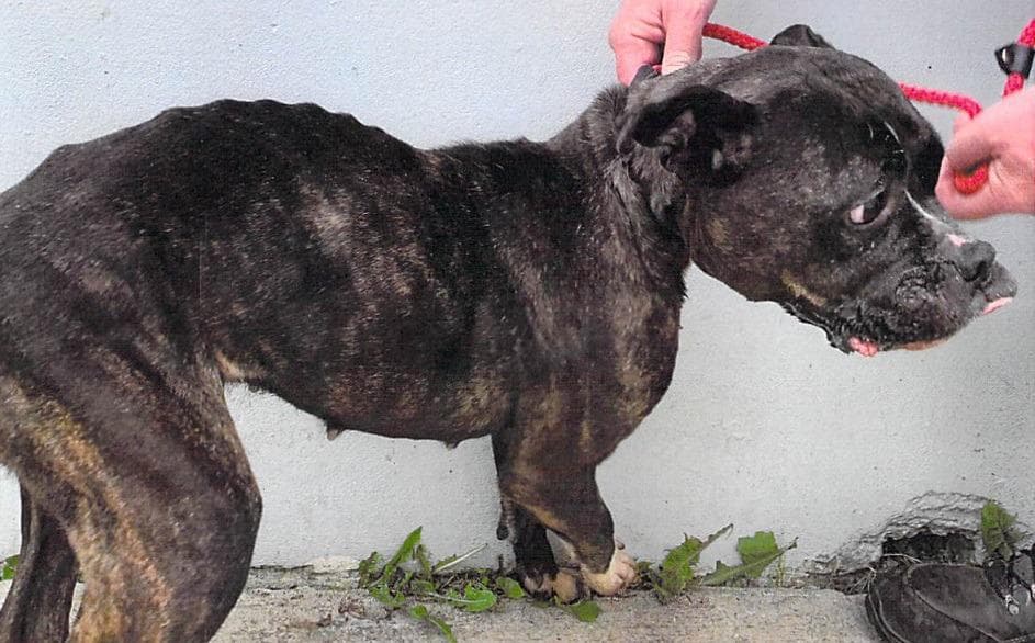 Derry man banned from keeping dogs after two emaciated Staffordshire ... Derry man banned from keeping dogs after two emaciated Staffordshire ...